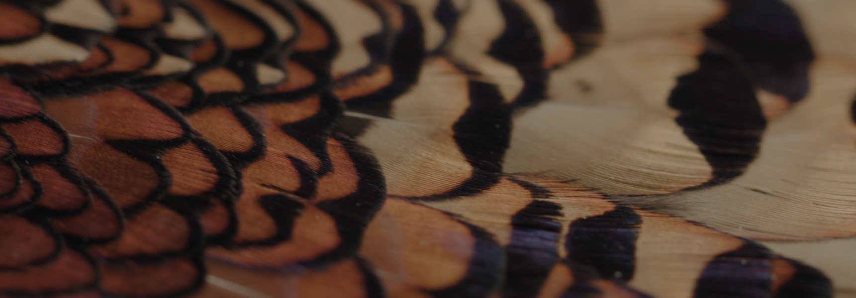 What is a Close Up Shot Why When And How To Use It | Artlist